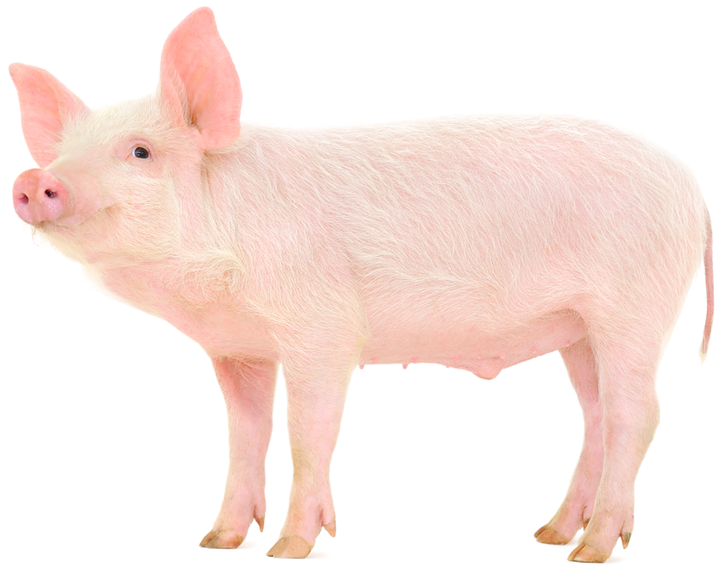 ELECTROLYTE, VITAMINS, AMINO ACIDS Solution - Zoeuticals